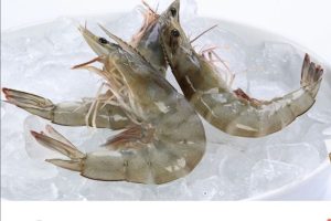 The most commercially traded shrimp species - Vannamei - Cattleya A ...